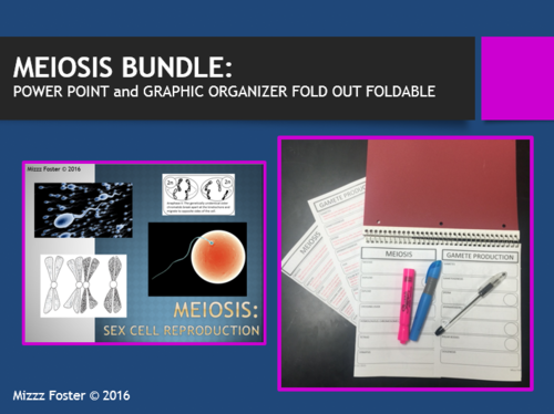 Meiosis Bundle: Power Point and Graphic Organizer for INB | Teaching ...