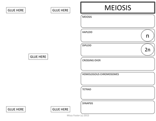Meiosis Bundle: Power Point and Graphic Organizer for INB | Teaching ...