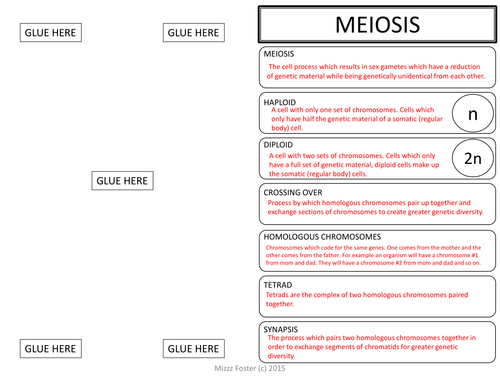 Meiosis Bundle: Power Point and Graphic Organizer for INB | Teaching ...