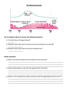 Menstrual Cycle Worksheet for Year 7 | Teaching Resources