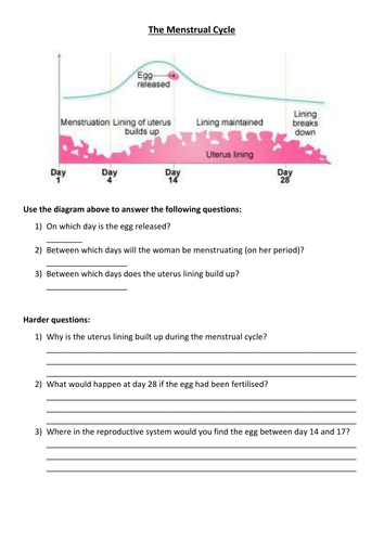 Menstrual Cycle Worksheet for Year 7 | Teaching Resources