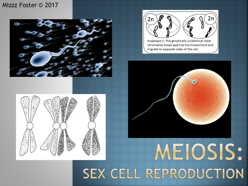 Cell Cycle, Mitosis & Meiosis Big Bundle: 2 ppt and 2 graphic ...