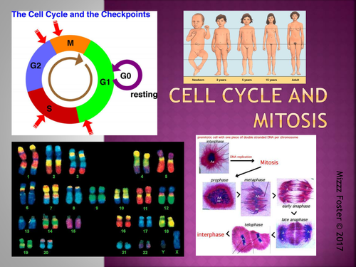 Cell Cycle, Mitosis & Meiosis Big Bundle: 2 ppt and 2 graphic ...