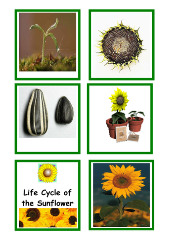 Plants - Growing Green Plants Key Stage 1 Resource Pack | Teaching ...
