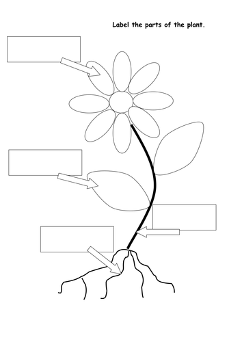 Plants - Growing Green Plants Key Stage 1 Resource Pack | Teaching ...