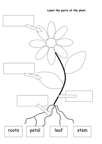 Plants - Growing Green Plants Key Stage 1 Resource Pack | Teaching ...