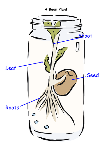 Plants - Growing Green Plants Key Stage 1 Resource Pack | Teaching ...