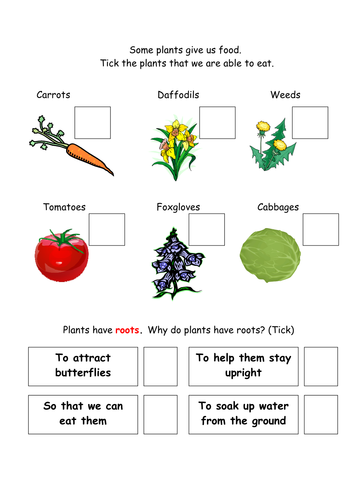 Plants - Growing Green Plants Key Stage 1 Resource Pack | Teaching ...