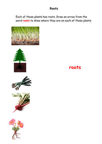 Plants - Growing Green Plants Key Stage 1 Resource Pack | Teaching ...