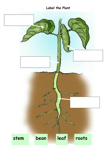 Plants - Growing Green Plants Key Stage 1 Resource Pack | Teaching ...