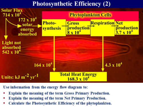 BioA_3.5.3 Energy Flow - 1 (Ecosystems) | Teaching Resources