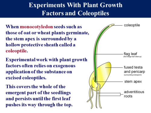 BioA_3.6.1.1 Control of Plant Growth - IAA (Auxin) | Teaching Resources