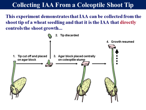BioA_3.6.1.1 Control of Plant Growth - IAA (Auxin) | Teaching Resources