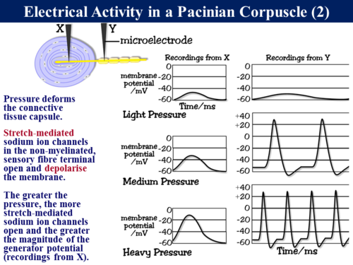 BioA_3.6.1.2 Receptors - Pacinian Corpuscle | Teaching Resources