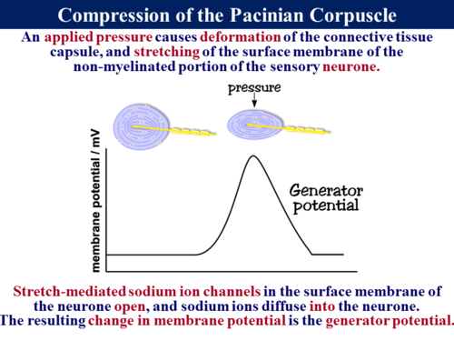 BioA_3.6.1.2 Receptors - Pacinian Corpuscle | Teaching Resources