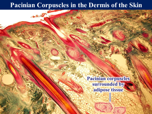 BioA_3.6.1.2 Receptors - Pacinian Corpuscle | Teaching Resources