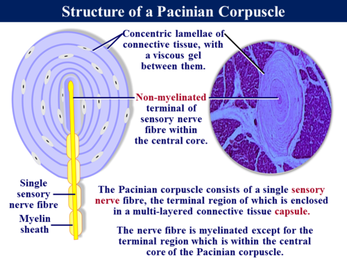 3.6.1.2 Receptors - Pacinian Corpuscle by Robert George (SSER Ltd ...