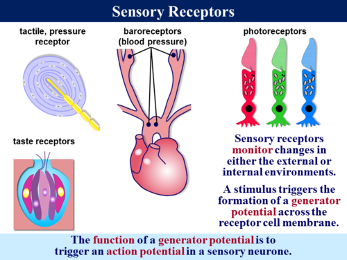 BioA_3.6.1.2 Receptors - Pacinian Corpuscle | Teaching Resources