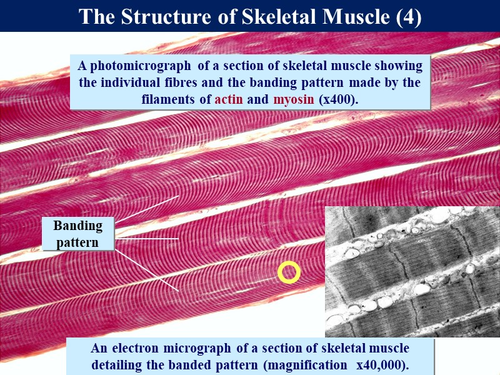 BioA_3.6.3 Muscle Physiology 1 - Structure and Muscle Tension ...