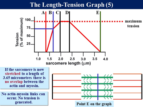 BioA_3.6.3 Muscle Physiology 1 - Structure and Muscle Tension ...