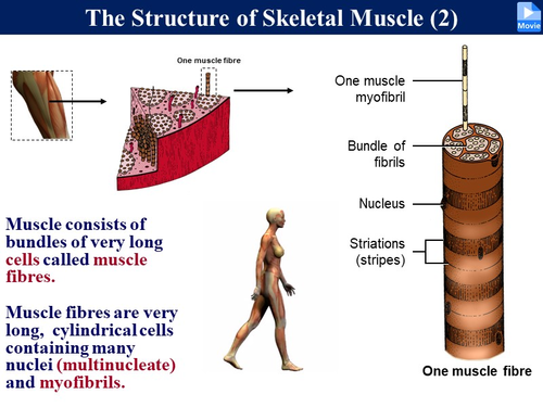 BioA_3.6.3 Muscle Physiology 1 - Structure and Muscle Tension ...