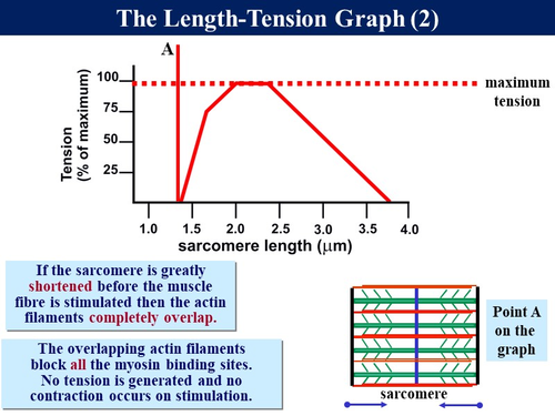 BioA_3.6.3 Muscle Physiology 1 - Structure and Muscle Tension ...