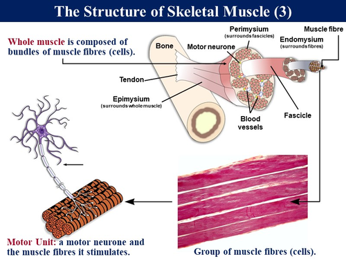 BioA_3.6.3 Muscle Physiology 1 - Structure and Muscle Tension ...
