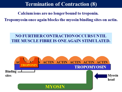 BioA_3.6.3 Muscle Physiology 2 - Excitation and Contraction | Teaching ...