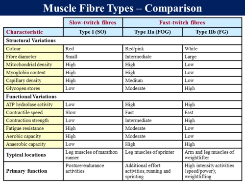 BioA_3.6.3 Muscle Physiology 3 - Types of Muscle Fibres | Teaching ...