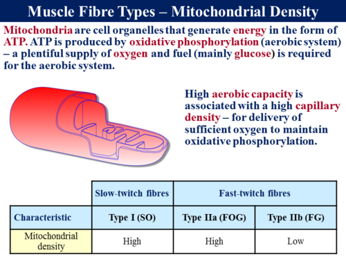 BioA_3.6.3 Muscle Physiology 3 - Types of Muscle Fibres | Teaching ...