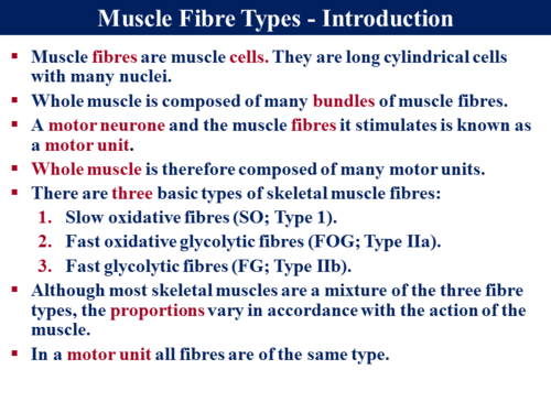 BioA_3.6.3 Muscle Physiology 3 - Types of Muscle Fibres | Teaching ...