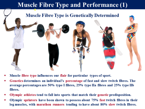 BioA_3.6.3 Muscle Physiology 3 - Types of Muscle Fibres | Teaching ...