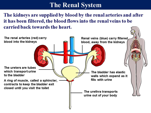 BioA_3.6.4.3 Excretion - Kidney Function (Excretion and Osmoregulation ...