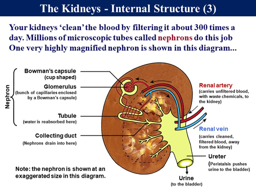 BioA_3.6.4.3 Excretion - Kidney Function (Excretion and Osmoregulation ...