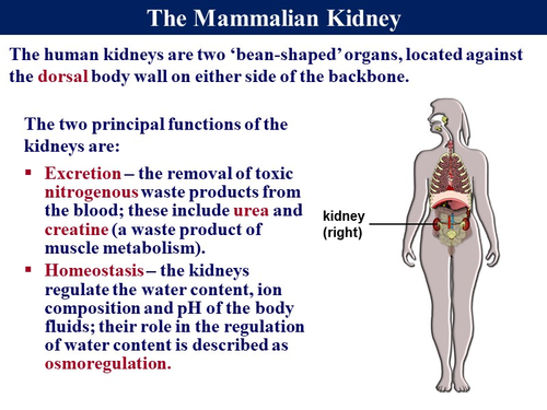 BioA_3.6.4.3 Excretion - Kidney Function (Excretion and Osmoregulation ...