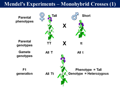 3.7.1 Genetics 1 - Introduction & Monohybrid | Teaching Resources