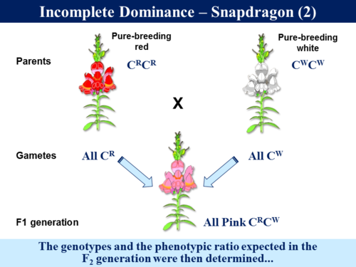 BioA_3.7.1 Genetics 4 - Incomplete Dominance, Codominance & Multiple ...