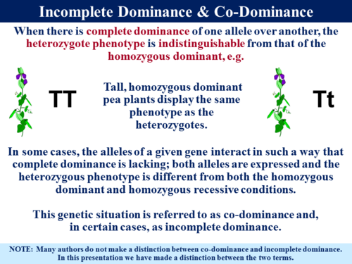 BioA_3.7.1 Genetics 4 - Incomplete Dominance, Codominance & Multiple ...