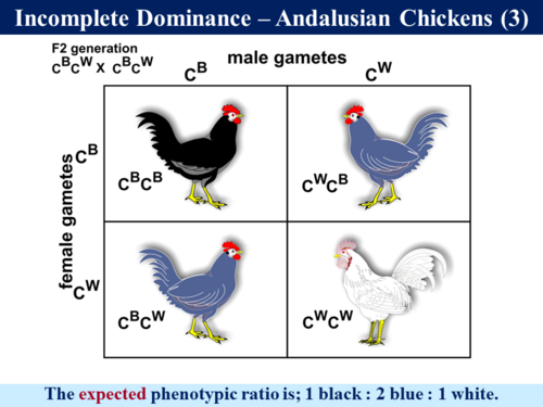 BioA_3.7.1 Genetics 4 - Incomplete Dominance, Codominance & Multiple ...