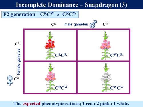 BioA_3.7.1 Genetics 4 - Incomplete Dominance, Codominance & Multiple Alleles | Teaching Resources