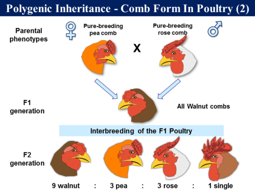 BioA_3.7.1 Genetics 5 - Polygenic Inheritance, Epistasis & Lethal Genes ...