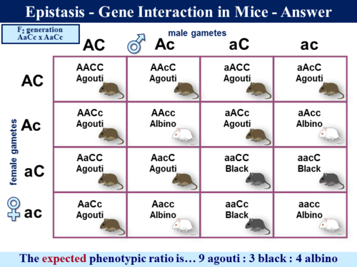 BioA_3.7.1 Genetics 5 - Polygenic Inheritance, Epistasis & Lethal Genes ...