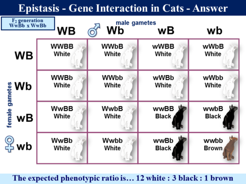 BioA_3.7.1 Genetics 5 - Polygenic Inheritance, Epistasis & Lethal Genes ...