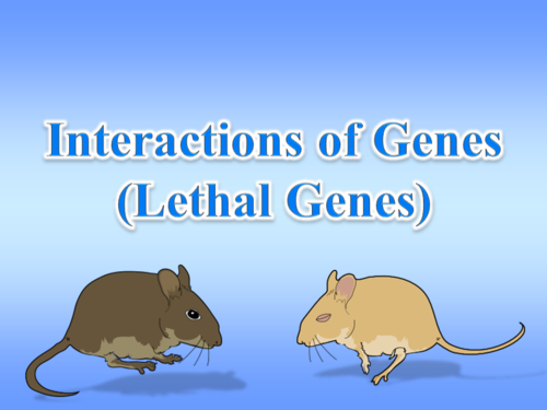 BioA_3.7.1 Genetics 5 - Polygenic Inheritance, Epistasis & Lethal Genes | Teaching Resources