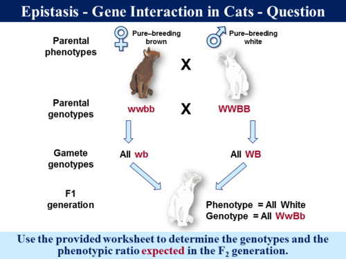 BioA_3.7.1 Genetics 5 - Polygenic Inheritance, Epistasis & Lethal Genes ...