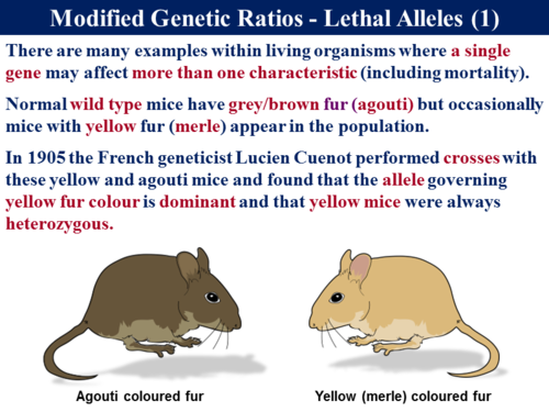 BioA_3.7.1 Genetics 5 - Polygenic Inheritance, Epistasis & Lethal Genes | Teaching Resources