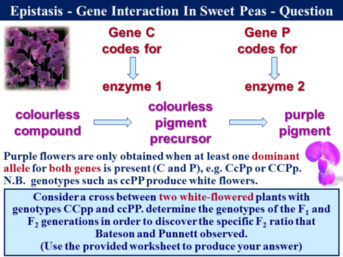 BioA_3.7.1 Genetics 5 - Polygenic Inheritance, Epistasis & Lethal Genes ...