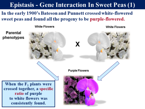 BioA_3.7.1 Genetics 5 - Polygenic Inheritance, Epistasis & Lethal Genes ...