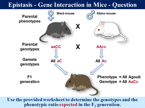 BioA_3.7.1 Genetics 5 - Polygenic Inheritance, Epistasis & Lethal Genes ...