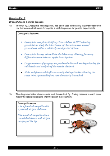 BioA_3.7.1 Genetics - Workbook & Answers | Teaching Resources
